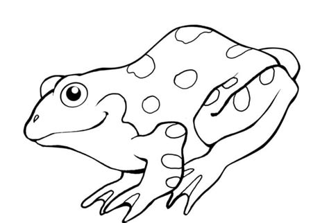 Sapo Engraçado para colorir imprimir e desenhar Colorir Me