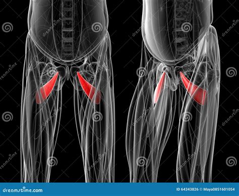 The Abductor Brevis Royalty Free Cartoon 39791393
