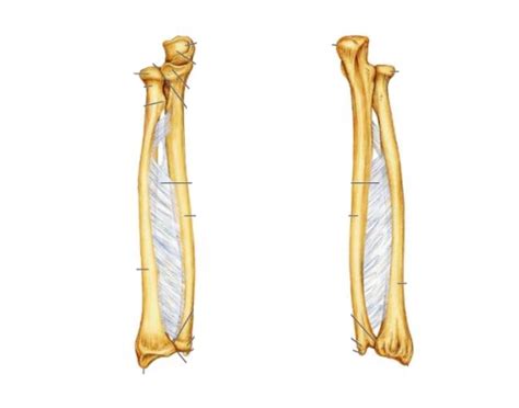 Appendicular Skeleton Radius Ulna Quiz