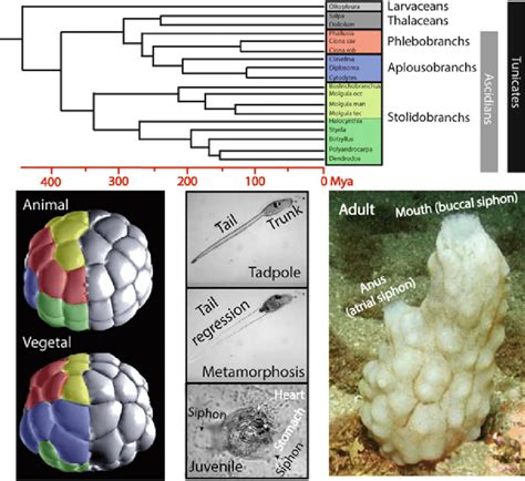 2 Tunicate Phylogeny Invariant Cleavage Pattern And Life Cycle
