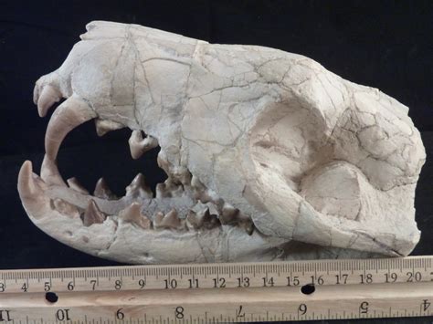 Hyaenodon Horridus Skull For Sale