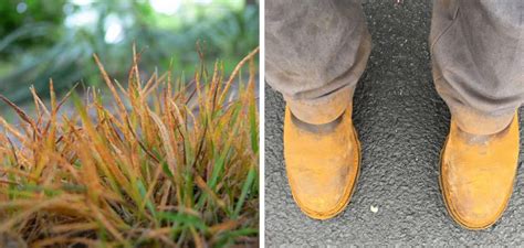 How To Get Rid Of Lawn Rust On Shoes Effective Guides