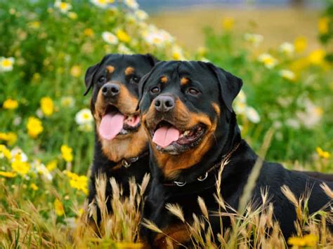 Bảng giá chó Rottweiler Thuần Chủng tại Việt Nam Mua Bán Chó Rottweiler ở đâu Siêu Pet