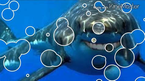 Los Tiburones Mas Peligrosos Youtube