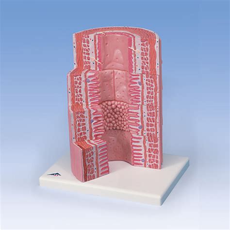 H230 Microanatomy Digestive Tract Denoyer Geppert Science Company