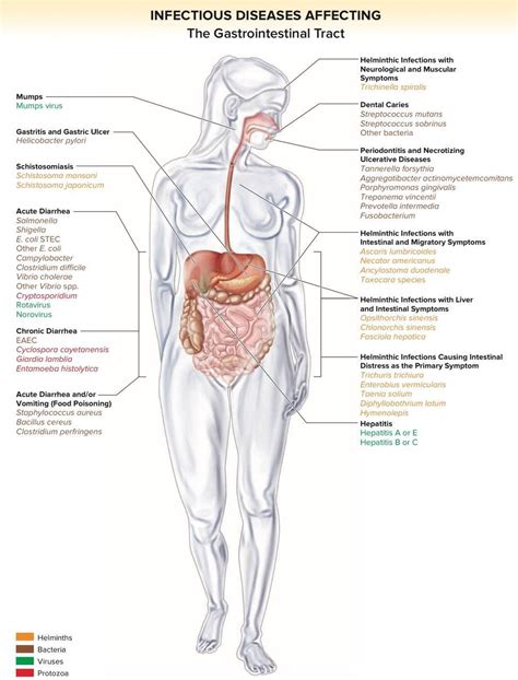 Nutrition Science On Twitter Infectious Diseases Affecting The Gastrointestinal Tract