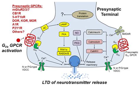 Presynaptic Long Term Depression Mediated By Gio Coupled Receptors Pmc
