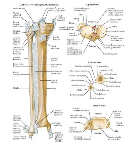 Tibia And Fibula Anatomy Anatomy Bones Anatomy Joints Anatomy