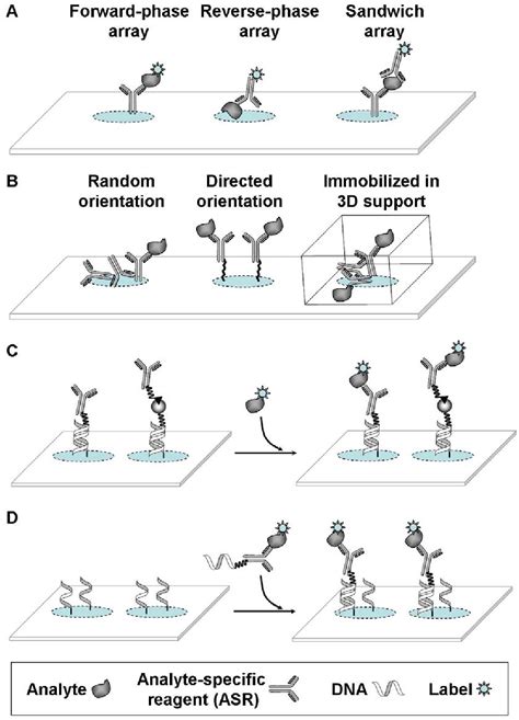 Figure 4 From Dna Directed Assembly Of Protein Microarrays Semantic