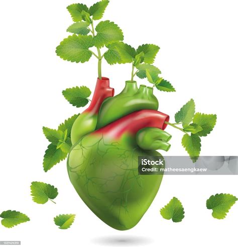 녹색 민트 잎의 흰색 배경에 인간의 심장 약초와 심장 질환의 치료 발렌타인 데이 카드 0명에 대한 스톡 벡터 아트 및 기타 이미지 0명 건강관리와 의술 건강한 식생활