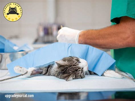 Why Do Cats Scream When Mating And What Can You Do About It