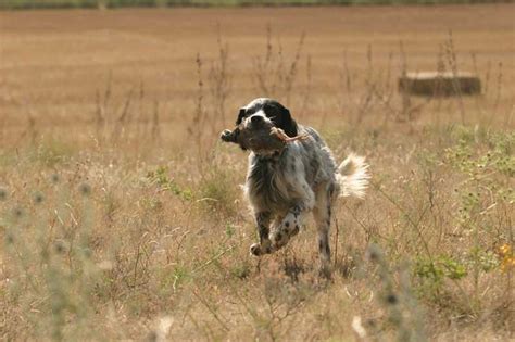 5 Tips Para Cuidar De Tu Mascota Prophecy Publishing