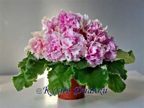 ФИАЛКИ В БЕЛАРУСИИ