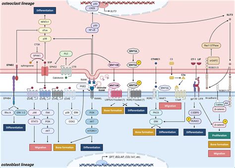 Diagram Showing Evolution Of Osteoblasts And Osteoclast