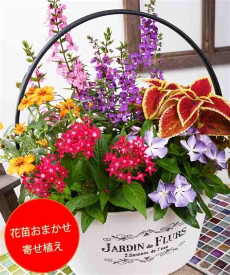 【予約品 12月上旬に順次発送】季節のおまかせ寄せ植え バスケット 玄関 店舗前の花飾りに プレゼントやギフトにもおすすめ 鉢花 花苗 季の