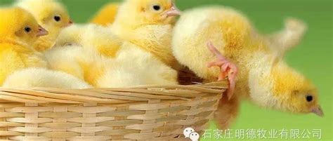 鸡群持续生病要考虑的因素鸡舍免疫力发病