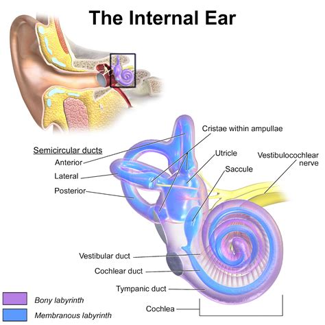 Ear Canal Function Diagram Health Images Reference