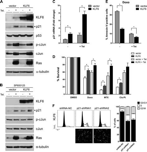 Klf6 Increases P21 Expression A Immunoblot Analysis Of Whole Cell Download Scientific Diagram