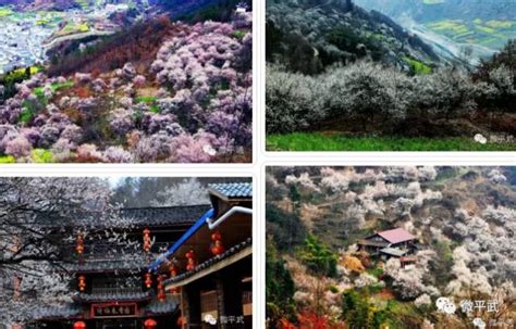 平武平通梅林赏花时间 平武平通梅林图片 20平通梅林赏花 大山谷图库