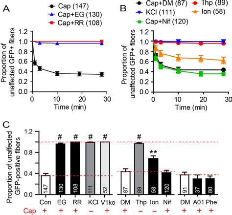 Capsaicin Induced Ablation Depends On Ca 2 Influx Through Trpv1 A And