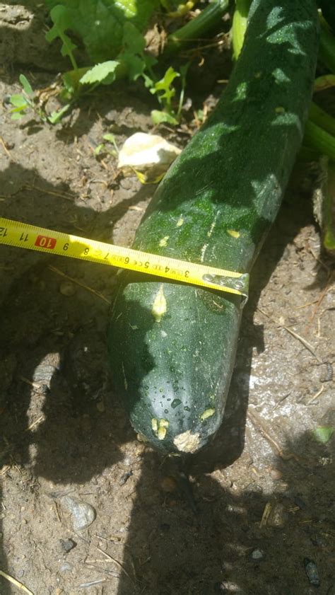 A Courgette Challenge 25 Pics Xhamster