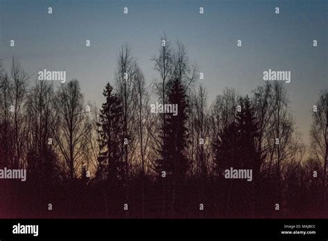 Trees In Winter Night On Dark Sky Background Stock Photo Alamy