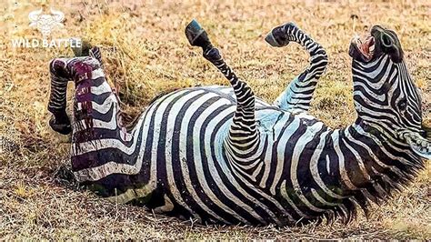 20 Painful Moments Wild Animals Injured In The Wild Can They Survive