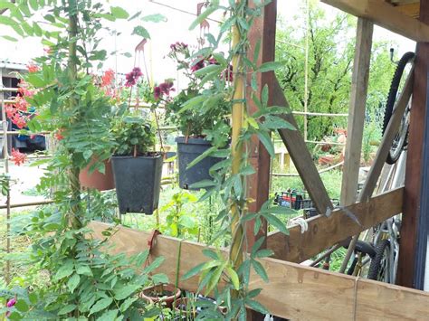 Passiflora Il Delicato Fiore Di Cristo