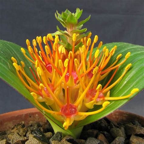Daubenya Marginata 5 Seed Pack Online Seed Store