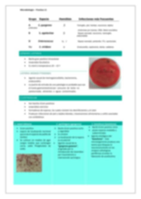 Solution Bacterias Gram Positivas Microbiologia Maira Coni Studies