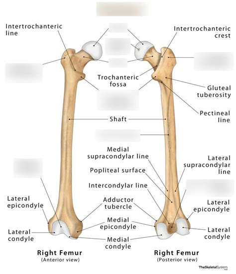 Femur Bone Diagram Diagram Quizlet