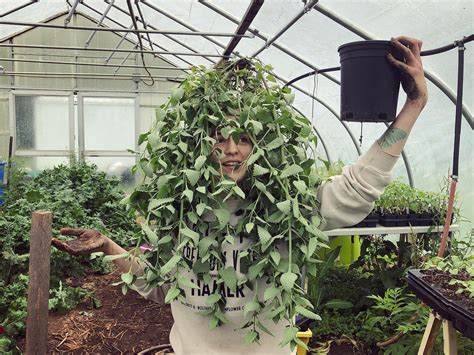 Catnip Truelove Seeds Catnip Truelove Seeds