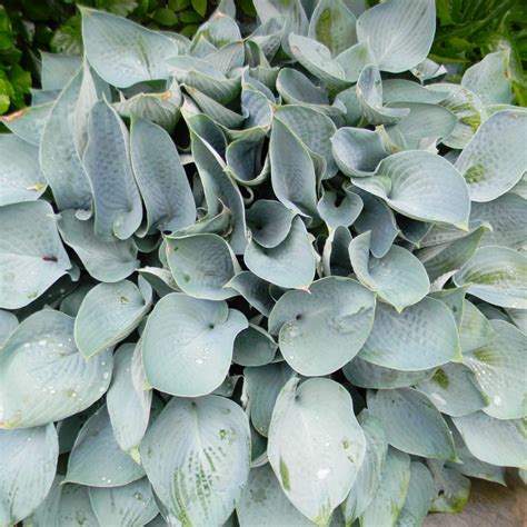 Planton W Nawóz Do Bylin 200g Plantpol Zaborze Sklep Rajogrodnika Pl