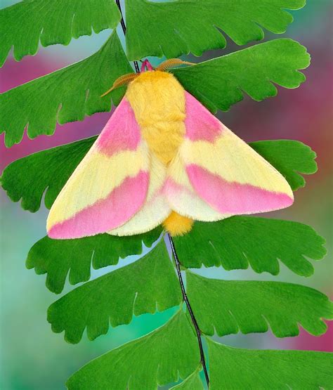 Rose Moth