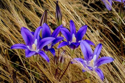 Brodiaea Elegans Elegant Cluster Lily