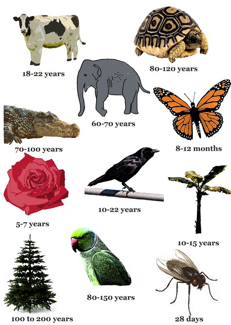 Reproduction In Human Beings How Do Organisms Reprodu Vrogue Co