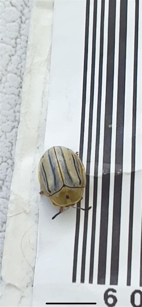 This Bug Doesnt Exist Rentomology