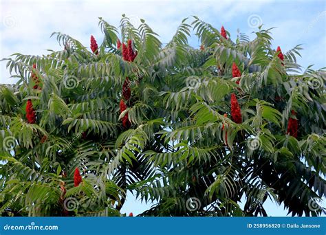 Staghorn Sumac (Rhus Typhina) with Green Leaves during Summer Stock ...