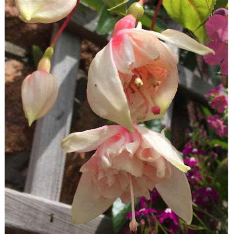 Fuchsia 'Pink Marshmallow', Fuchsia 'Pink Marshmallow' - uploaded by ...