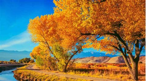 How To Grow And Care For Cottonwood Tree Complete Guide Planet Natural