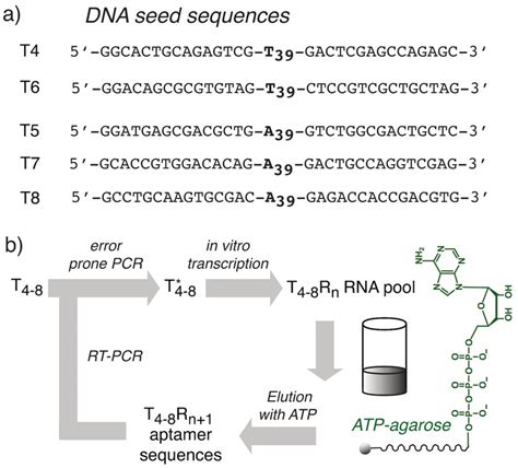 Emergence Of Atp And Gtp Binding Aptamers From Single Rna Sequences By
