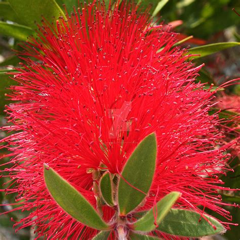 Red Bottle Brush Callistemon Lanceolatus Ornamental Flowering