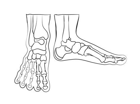 Feet Bones Illustration 10758471 Vector Art At Vecteezy