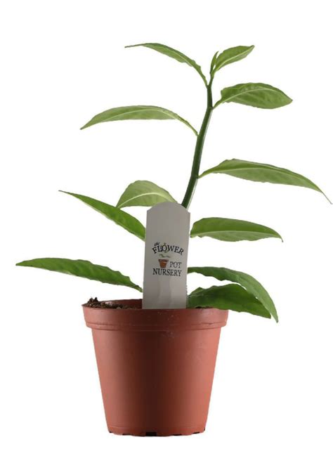 Flowerpotnursery Inverted Green Devils Backbone Pedilanthus