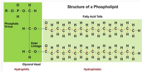 Carbohydrates Lipids Proteins And Nucleic Acids Chemistry Of Biology Memorial Hs