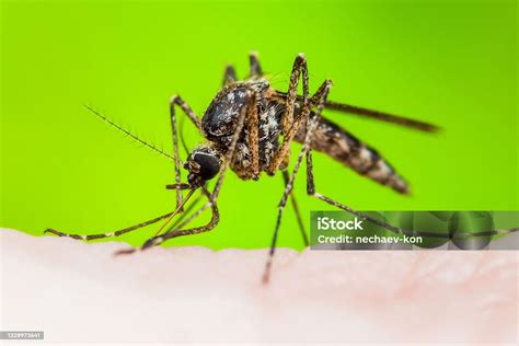 Demam Kuning Demam Berdarah Malaria Atau Zika Terinfeksi Virus Gigitan