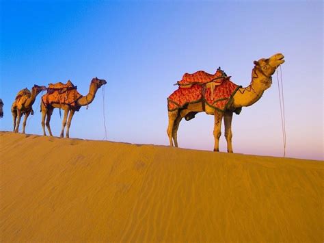 Pushkar Camel Safari Pushkar Timings Trekking Camping Best Time