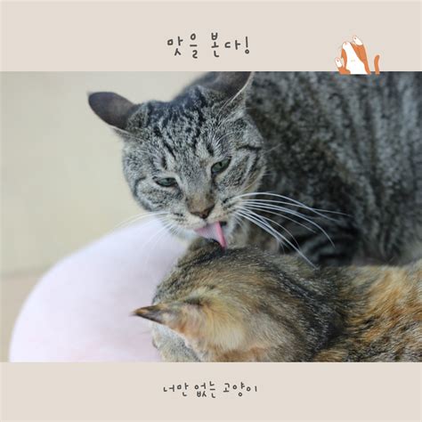 너만 없는 고양이 🐾 맛을 본다 🐾 고양이에 진심인 사람들이 만들어가는 소셜앱 혼자 보기
