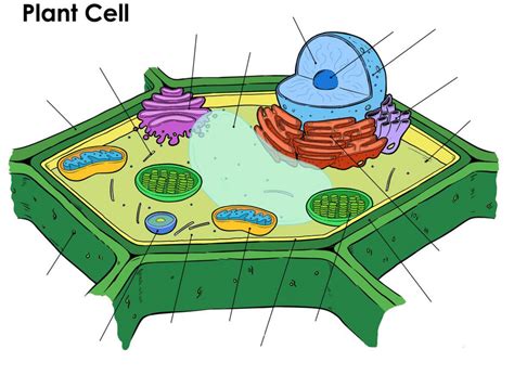 Animal Cell Model 7th Grade