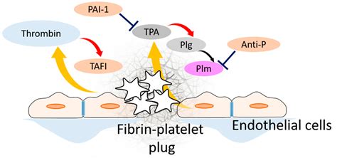 Chemical Adjustment Of Fibrinolysis